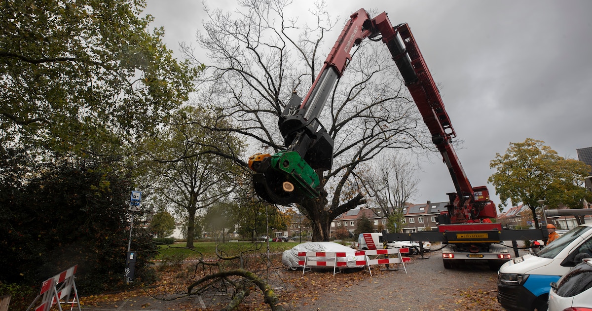 Oude eik in Eindhoven weerstaat storm Benjamin, maar de zaag ging er ...