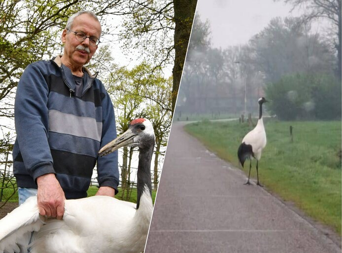Eén van de grootste en zeldzaamste vogels ter wereld is verdwaald in ...