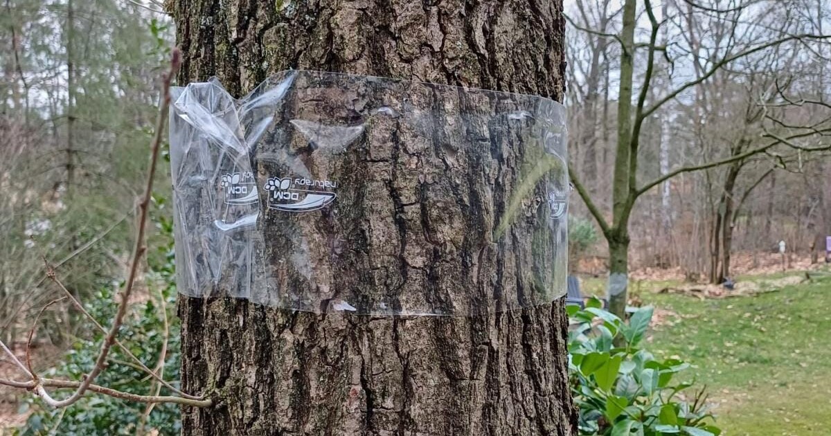 Pimpelmezen vechten voor leven door plakfolie om boom: 'Waarom in ...