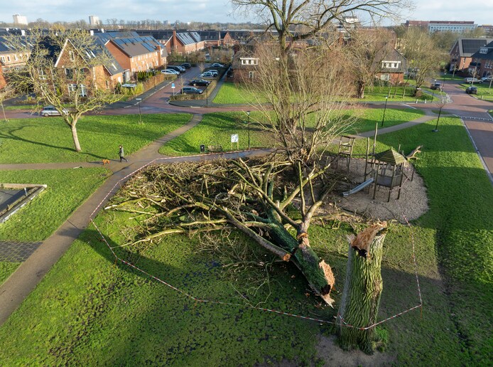 Ontsnapt aan drama: gigantische boom valt op speeltuintje | Binnenland ...