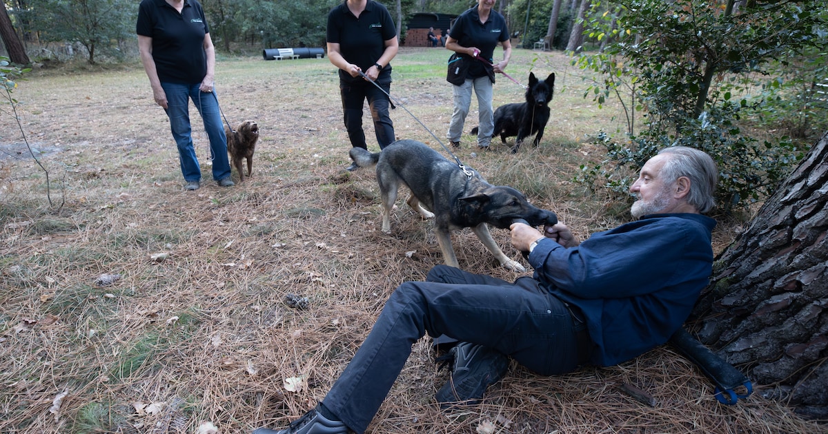 Bij de leden van PHV De Mortel loopt geen hond met de staart tussen de ...