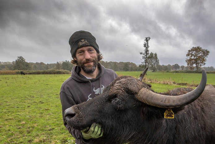 De 100 waterbuffels van Arjan kunnen nog gewoon hun gang gaan in Son ...