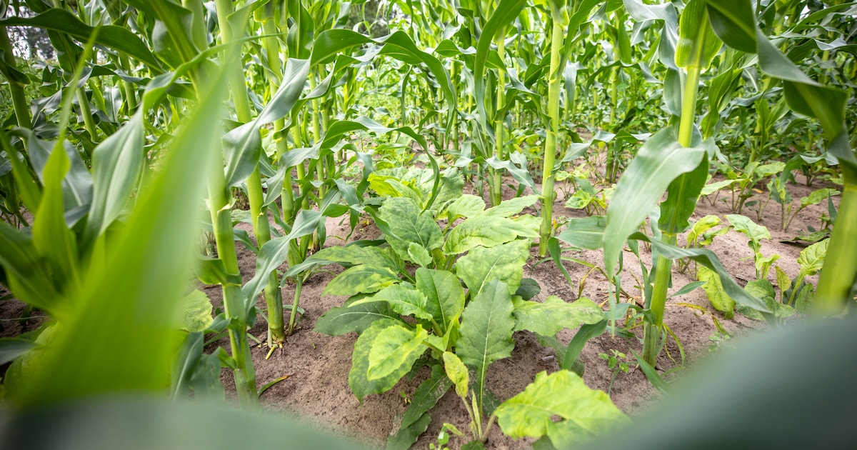 Impuls voor duurzaam bouwen en telen in Zuidoost-Brabant; ‘Biobased ...
