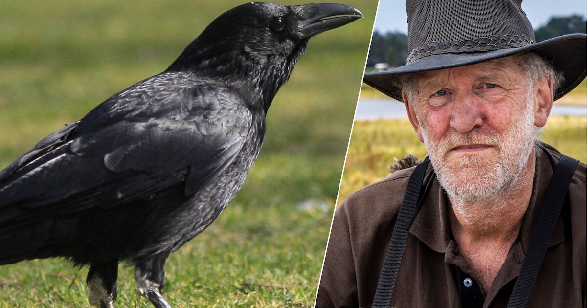 Mari zag in Nederland nog nooit zoveel raven bij elkaar: ‘Waar komen ...