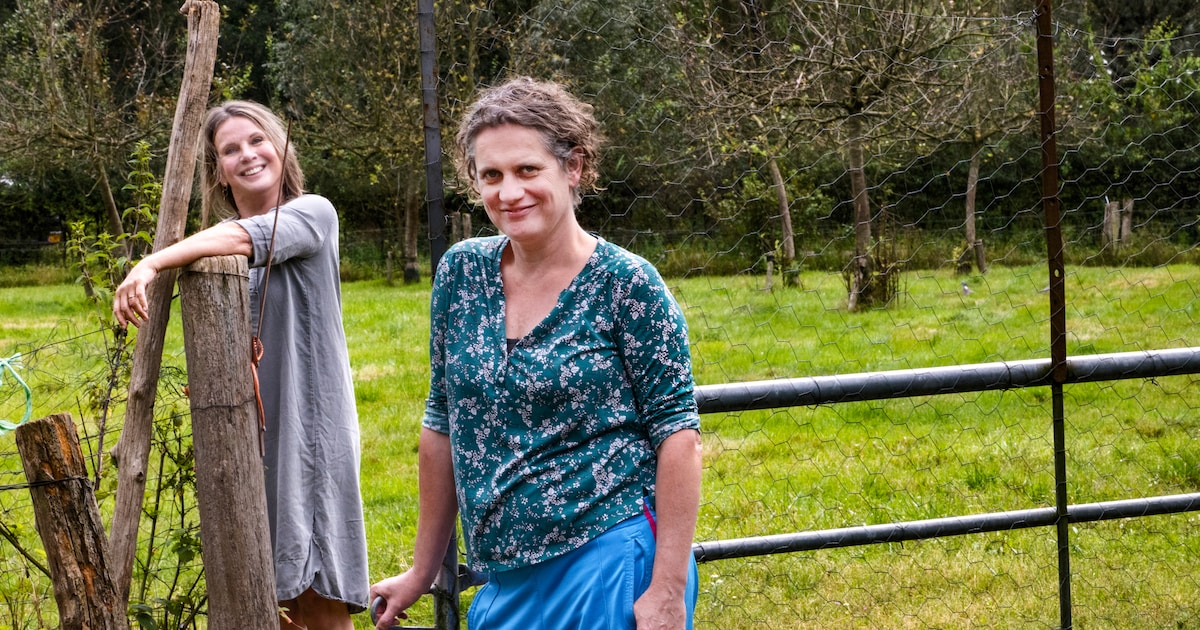 Zwanenzang Afslag Eindhoven in een hoge boom | Eindhoven | ed.nl