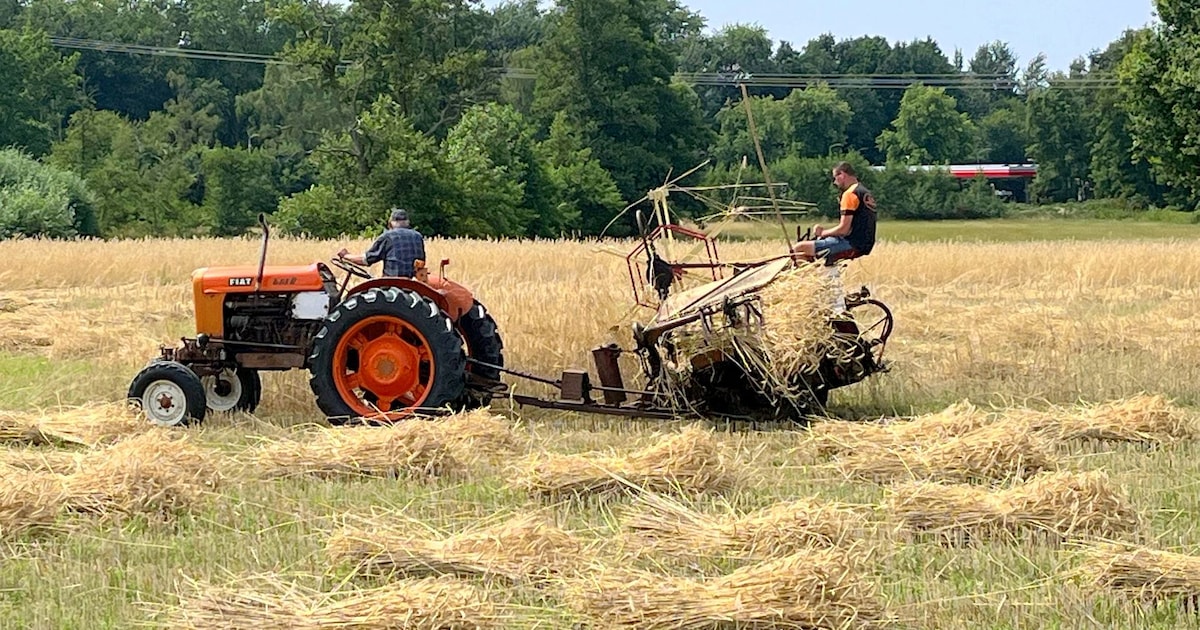 Oogsten zoals vroeger, rogge van het veld gehaald met historische ...