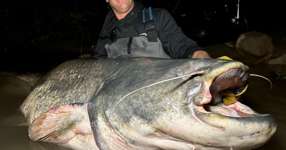 Meervalvisser Paul breekt wéér record en vangt de grootste van ...