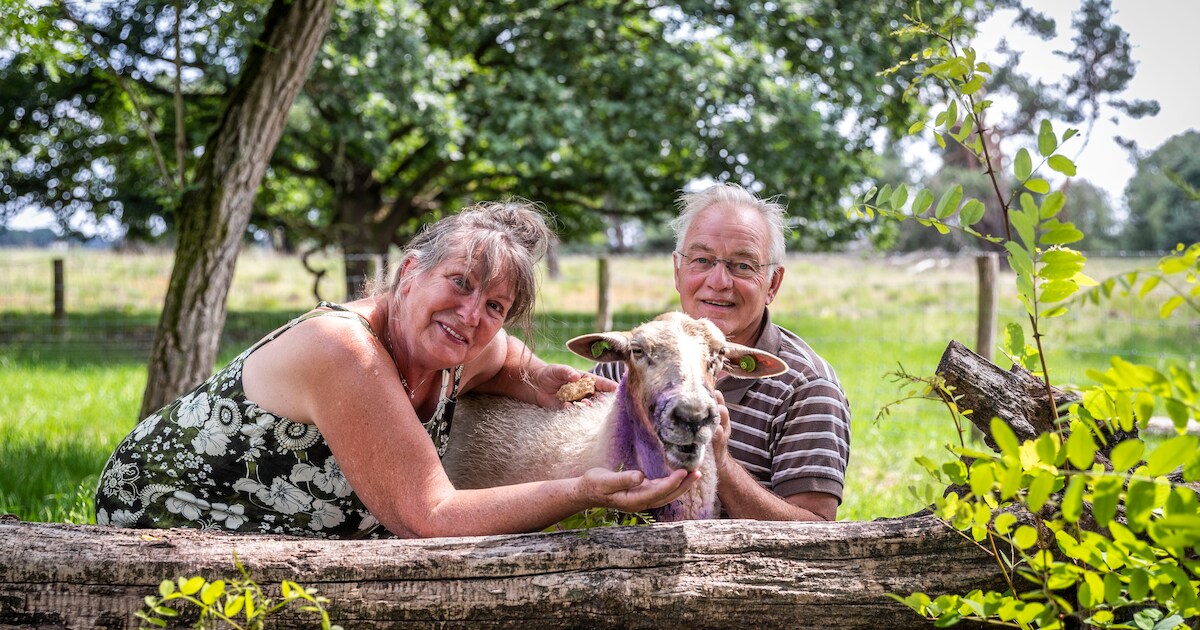Wolf doodt twee schapen in Sterksel: ‘De lol van schapen houden is er ...