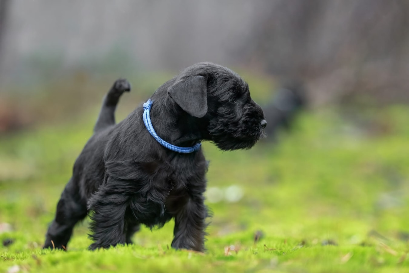 Vrouw van mediamiljonair Gert Verhulst haalde nieuwe hond op in Best ...