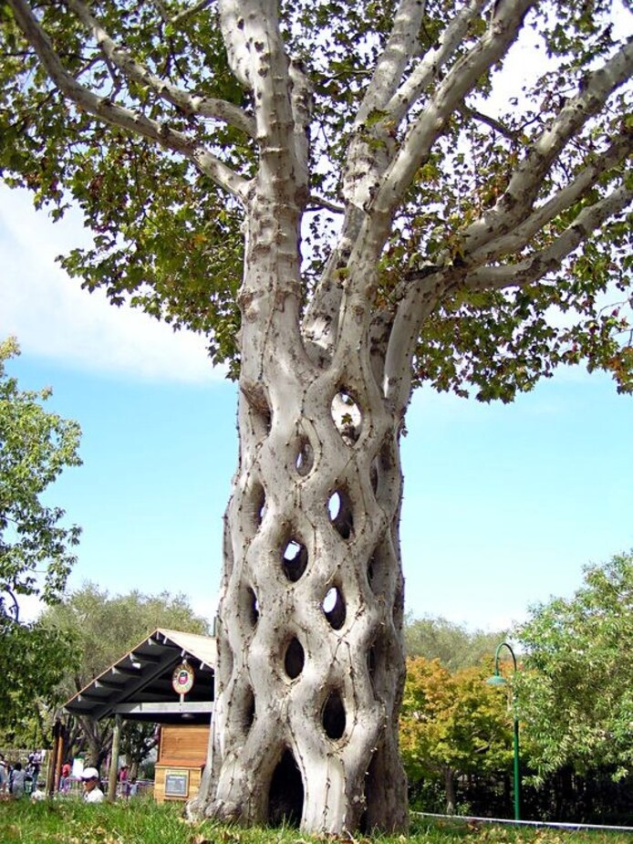 ‘De boom is dood, leve de boom!’, wereldboom in ’t Wasven krijgt een ...