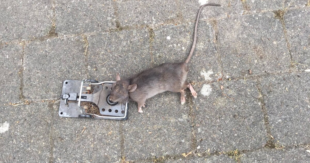 Rattenplaag in Eindhoven-Noord: 'Ze komen via de afvoerbuis van de ...