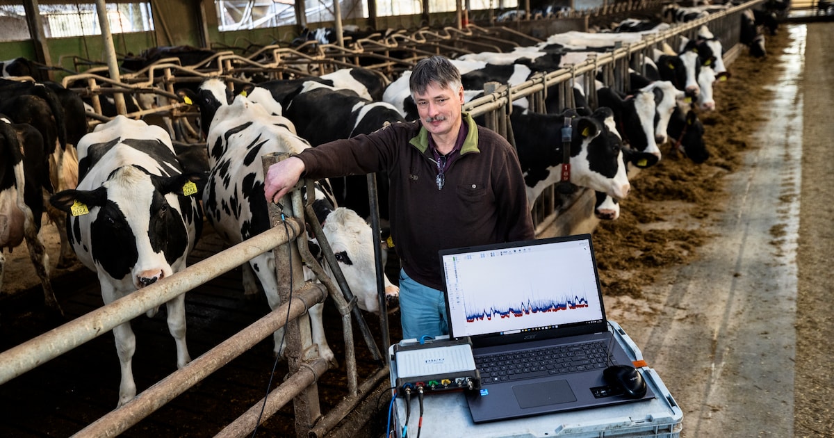 Mysterieuze kwalen in de stal: Johan van Bommel maakt jacht op het onzichtbare gevaar | Someren ...
