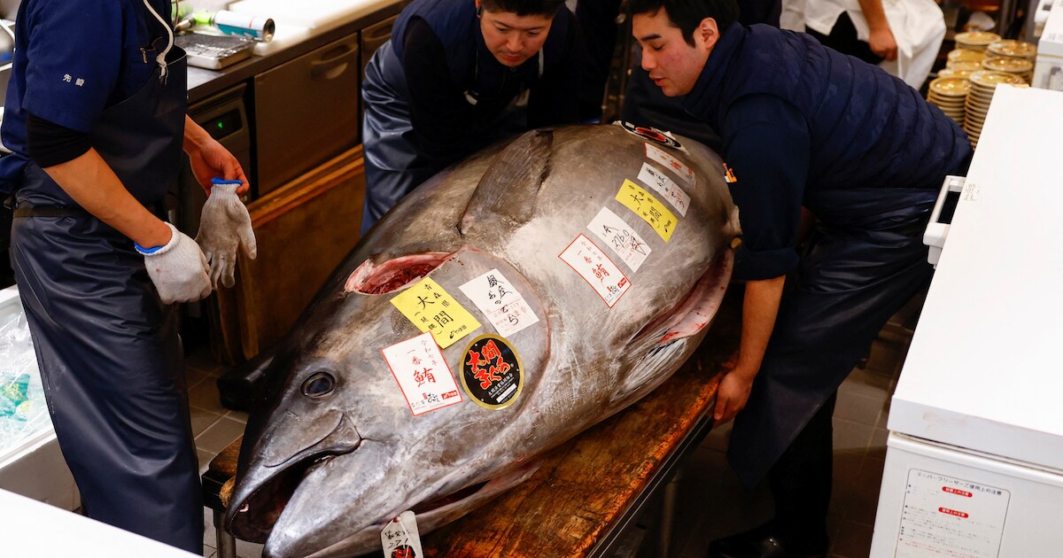 Japanse restaurantbaas legt dik 1,2 miljoen euro neer voor mega-tonijn ...
