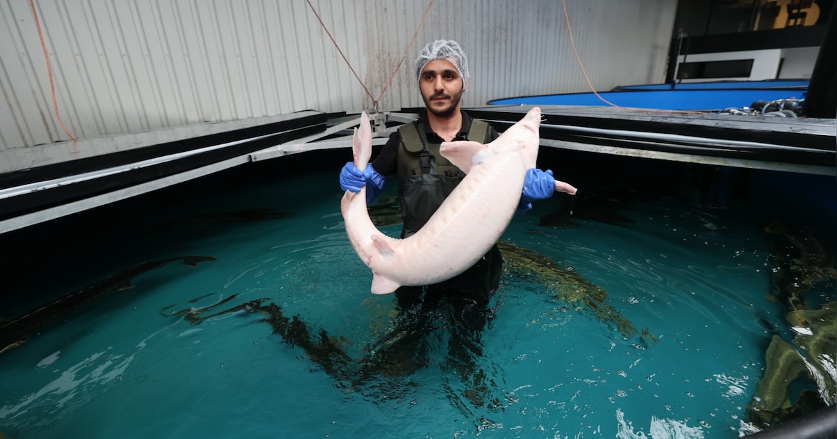 Grote eitjes van de albino steur, in Eindhoven zijn ze in de zevende ...