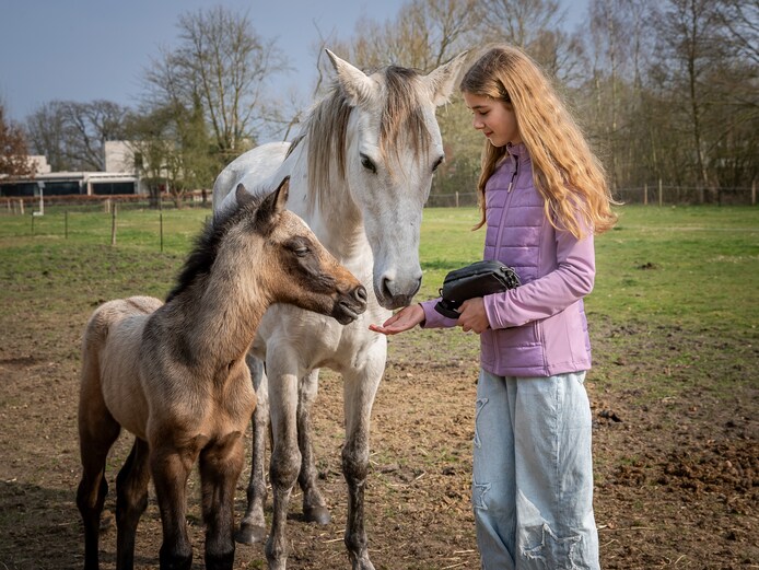 Dit veulen heeft er ineens heel veel ‘supermoeders’ bij; buurt geniet van bijzondere geboorte ...