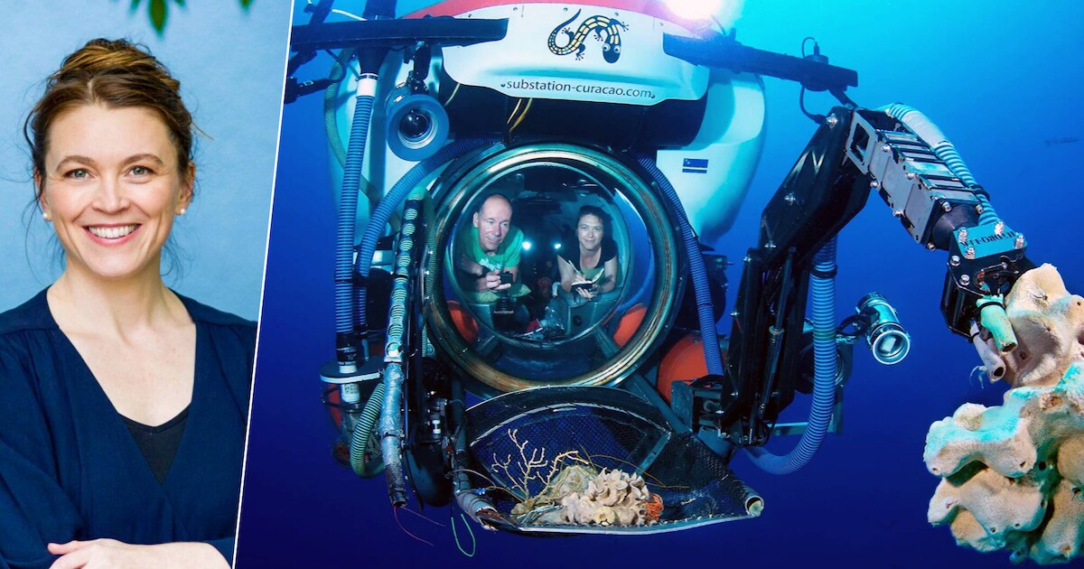 Mariene bioloog ziet kans op herstel: ‘Koralen zijn stoer en hebben ...