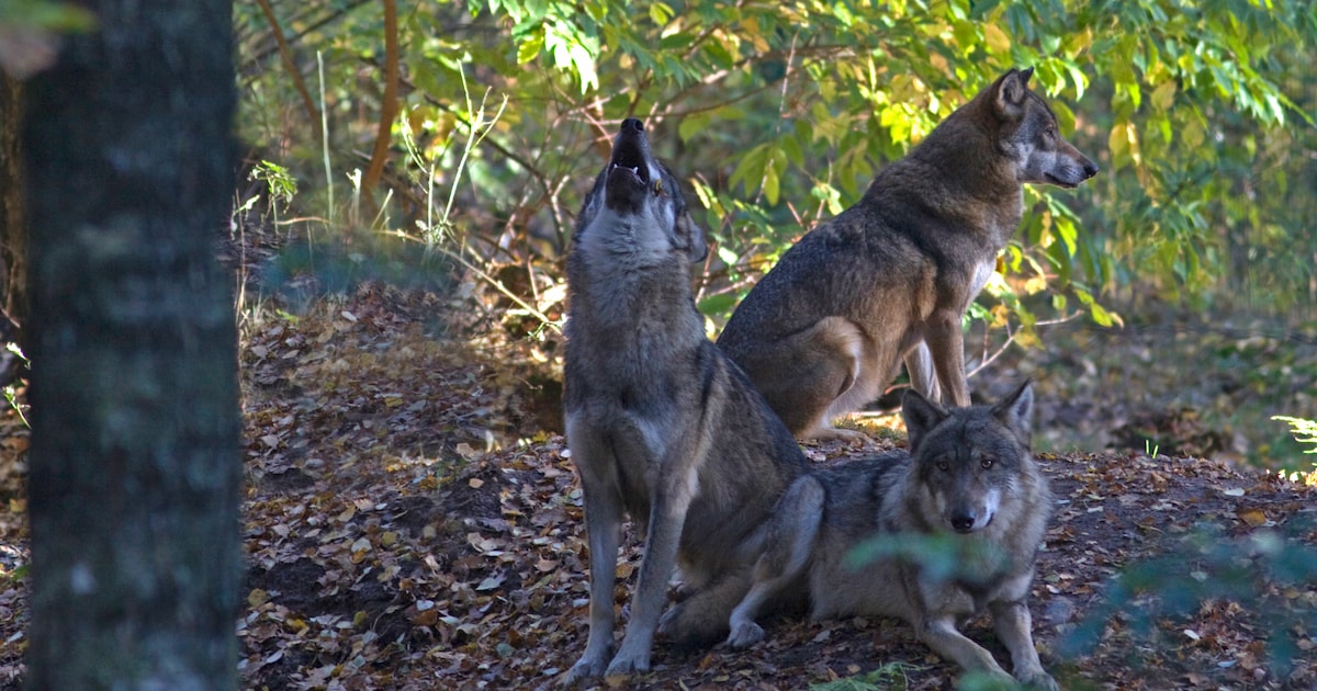 Mening | Minder schuwe wolf kan leiden tot bijtincidenten; verzwakte of zieke wolven zijn ...