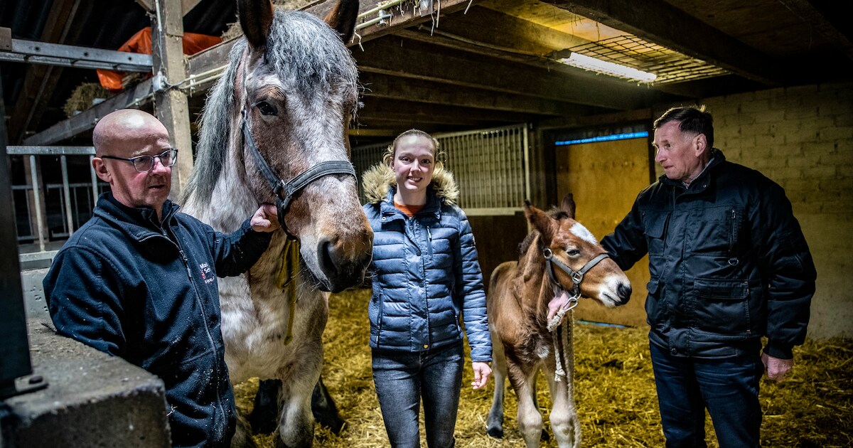 Rooise vader en dochter zetten hun fokpaarden in spotlights tijdens ...
