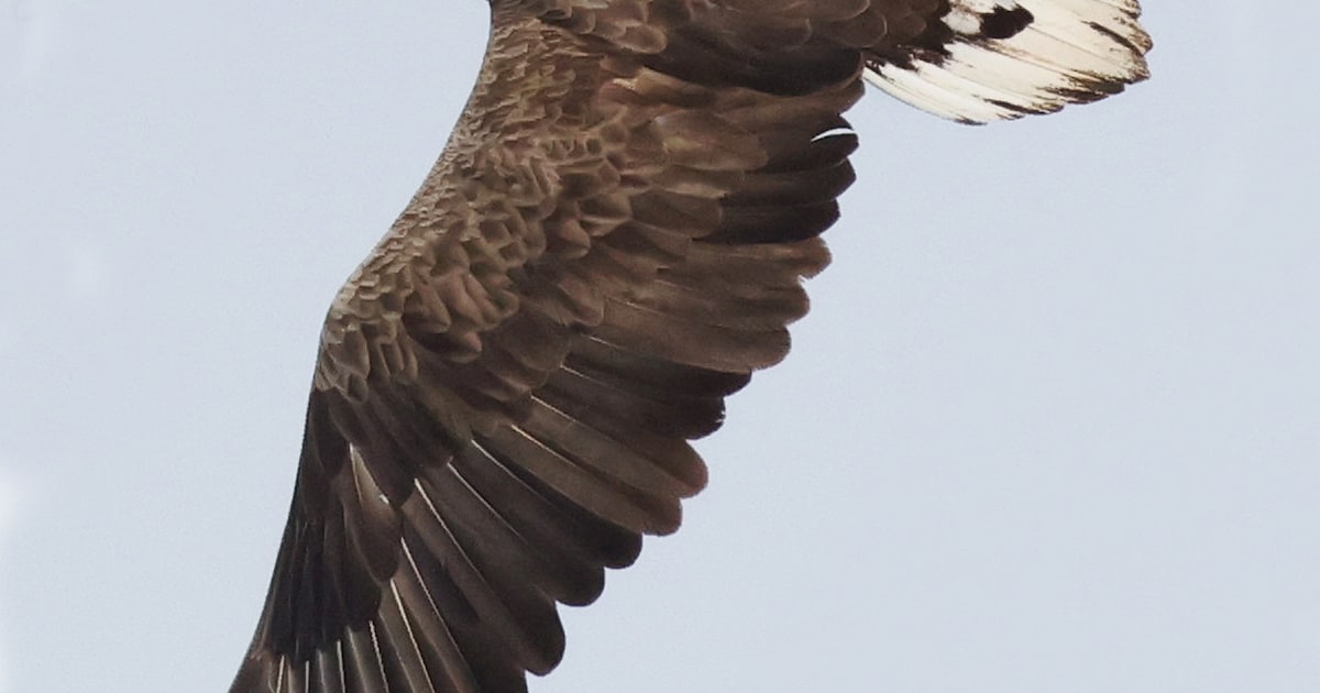 De zeearend naderde Gerard (76) tot op 30 meter: 'Met bonkend hart heb ...