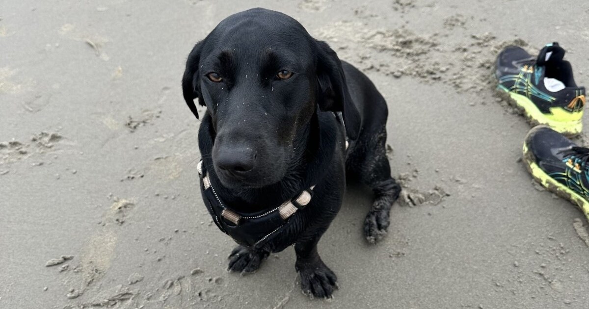 Heb jij Holly gezien? Dit huisdier wordt in Asten vermist | Regio | ED.nl