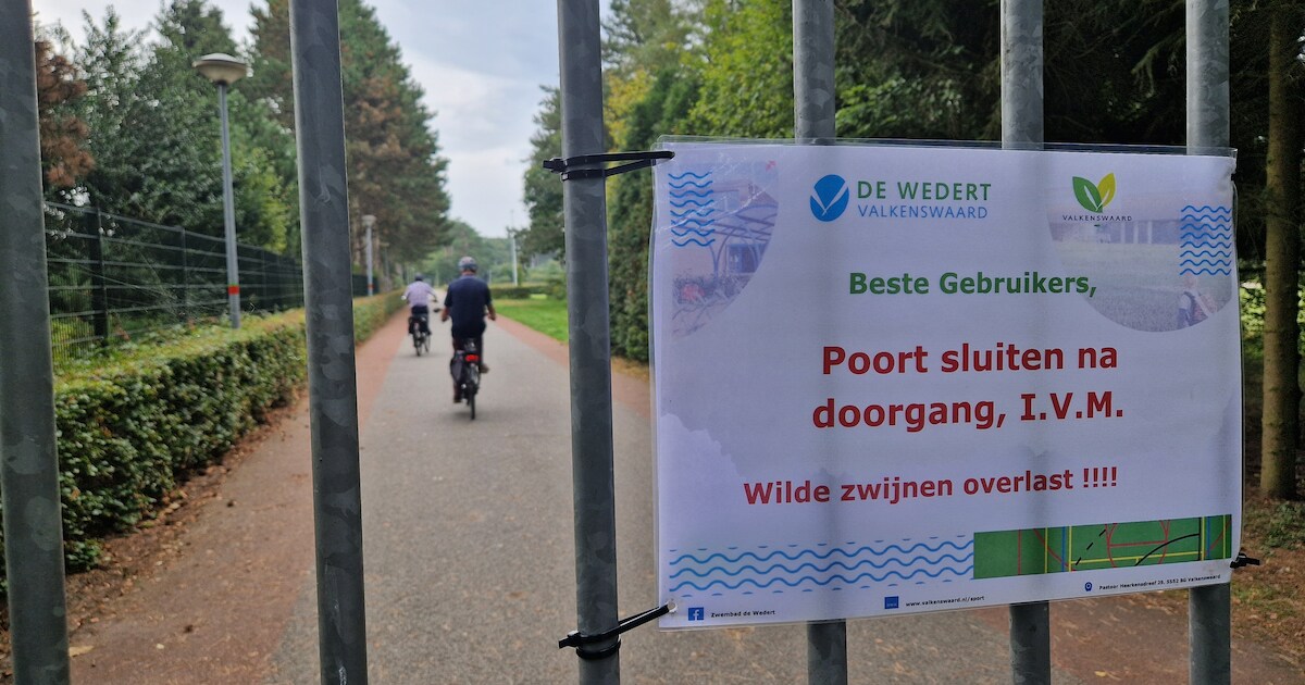 Wilde zwijnen teisteren sportcomplex in Valkenswaard | Valkenswaard | ED.nl