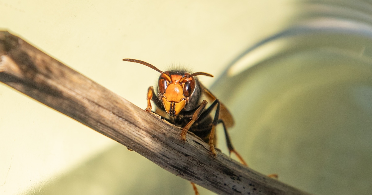Brabantse imkers smeken om hulp bij strijd tegen Aziatische hoornaars ...