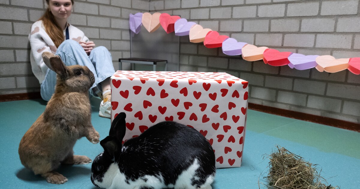 Wie worden de valentijn van Ron en Saar? Snuffelen, knabbelen en happen ...
