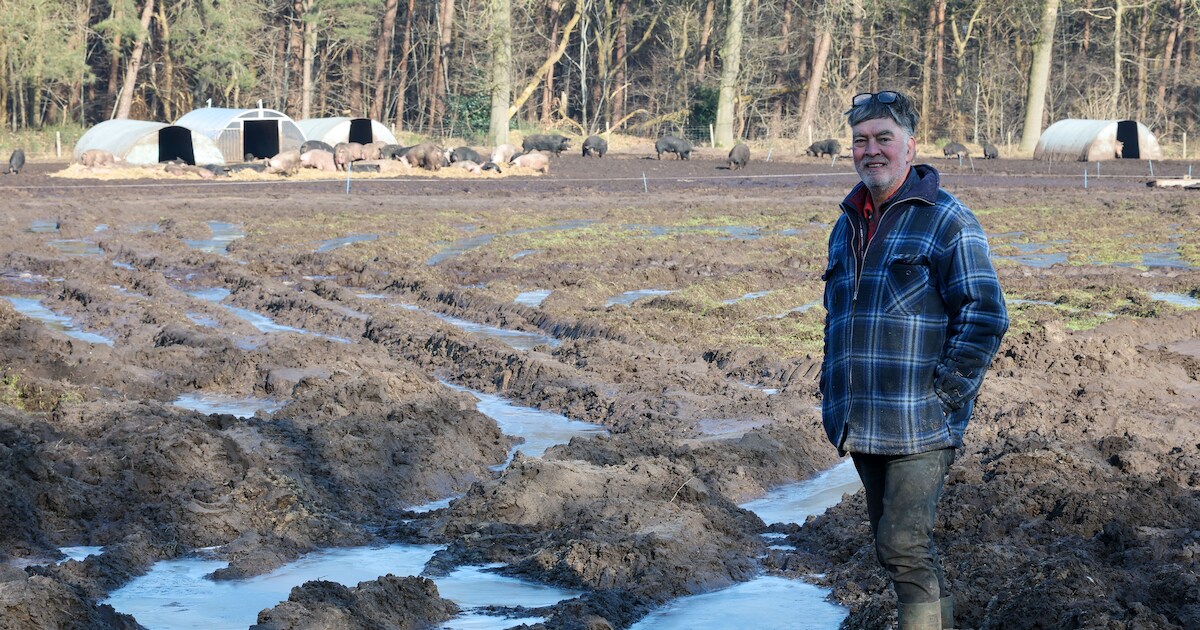 Crowdfunding voor varkensboer die in zwaar weer zit door wateroverlast ...