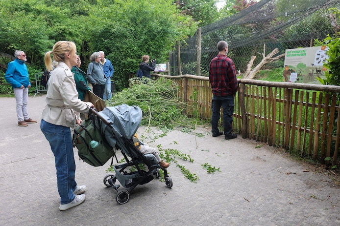 Ontsnapte lynx uit Eindhoven Zoo nog niet terecht, wel meldingen vanuit ...