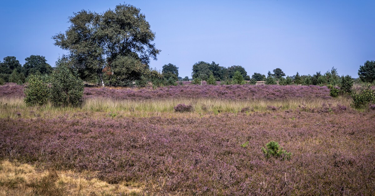 Ook bloeiende heide heeft het zwaar: ‘Het is droog en ze staan in de ...
