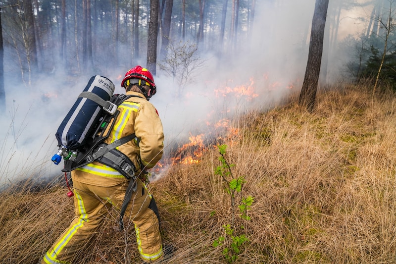 Hevige vlammen bij brand in bosgebied bij Heeze, opnieuw vermoeden van ...