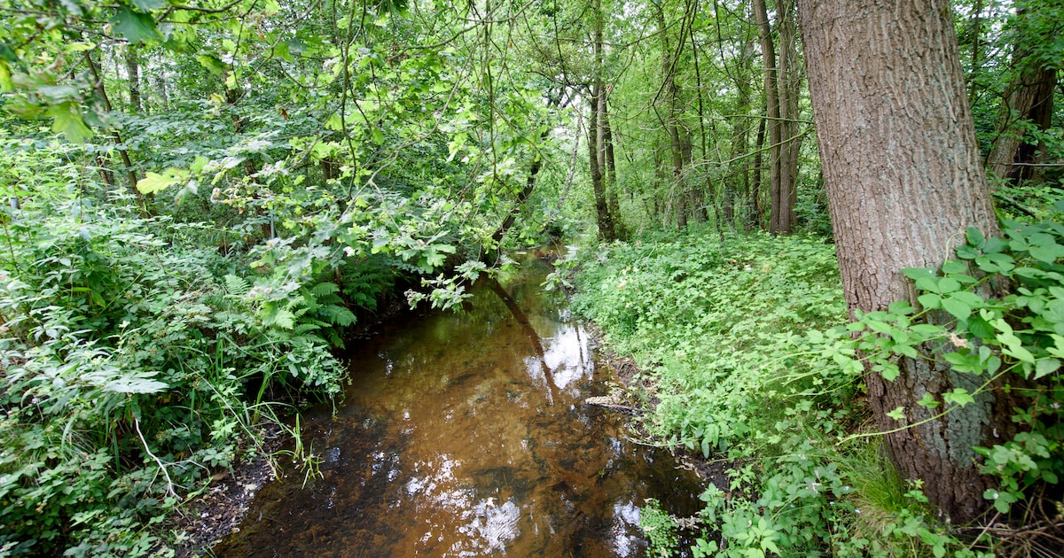 Laagje water moet levens redden van kwabaal en kokerjuffer in Beekloop ...