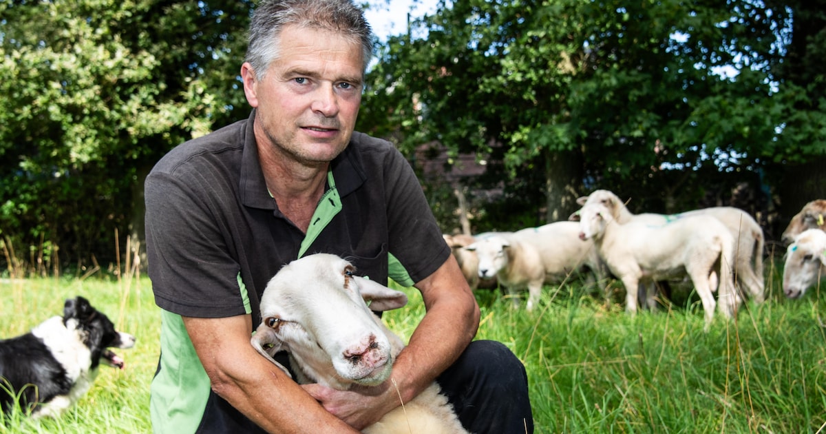 Schapenhouderij incasseert klap na klap: ‘Straks alleen nog hier en ...