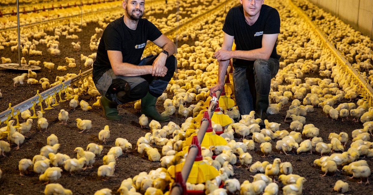 Mogelijke verplaatsing houdt conflict rond pluimveehouderij langer in ...