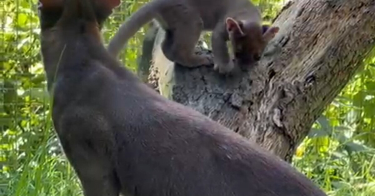Fretkat geboren in dierentuin in Best: zeldzaam roofdier zet eerste ...