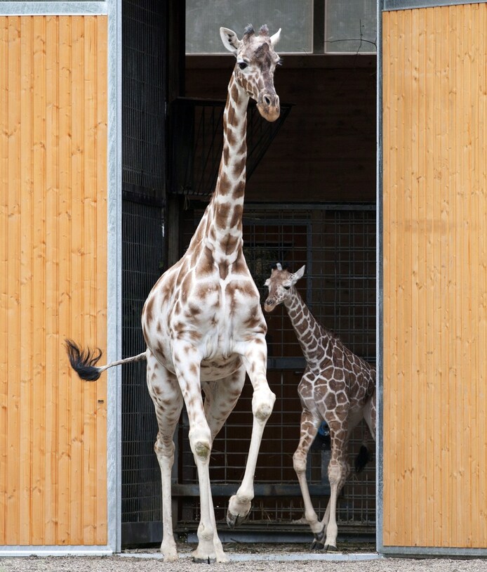 Opgezette giraffe op transport | Nieuws | ed.nl