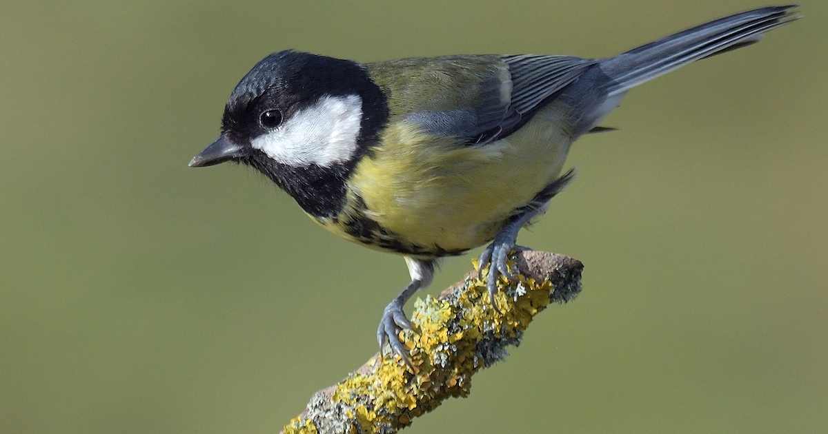 Lezing over nestkastencontrole in Geldrop | Geldrop-Mierlo | ED.nl