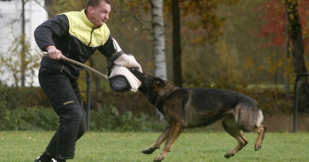 Nationaal kampioenschap politiehonden | Eindhoven | ED.nl