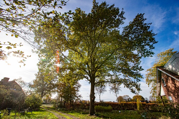 Dit is waarom veel bomen nog groen zijn en vol blad zitten | Eindhoven ...