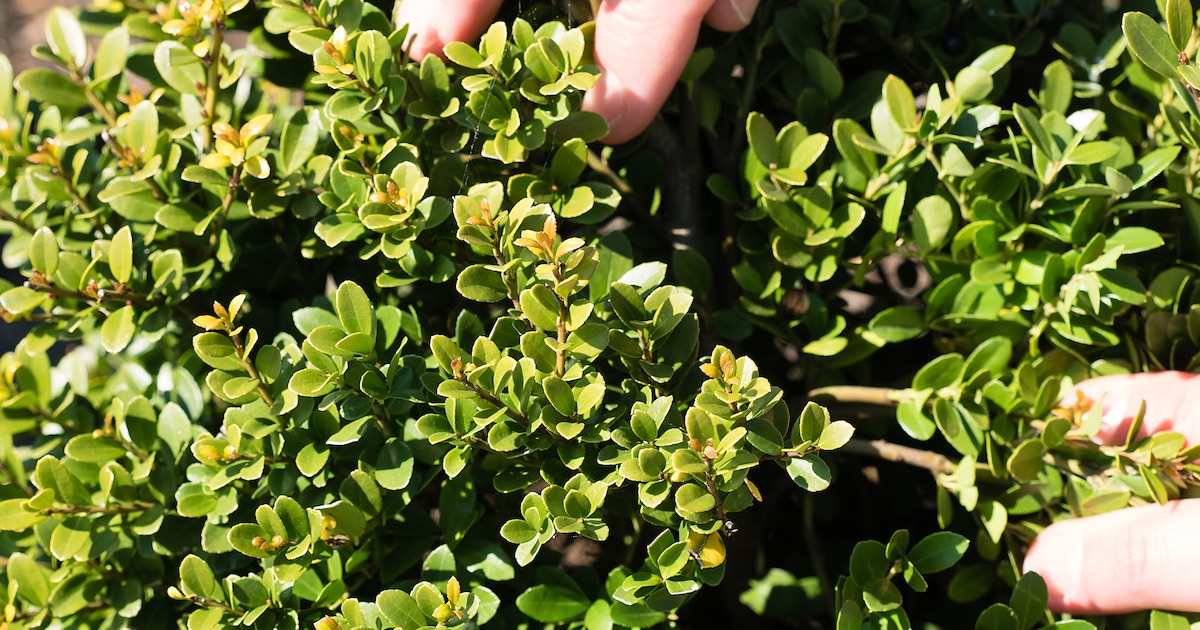 Gemertse buren moeten leren leven met buxusloods, ook al ligt kwekerij ...