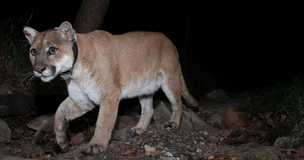 Beroemde wilde poema, die tien jaar in het wild in Los Angeles leefde ...