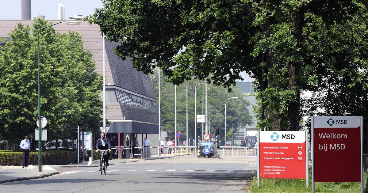 Farmaceut MSD wordt weer Organon: deel Nederlandse activiteiten ...