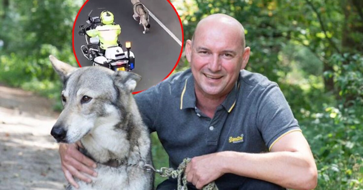 De hond van Bas werd aangezien voor wolf in Harderwijk: ‘Zo’n tweet van ...