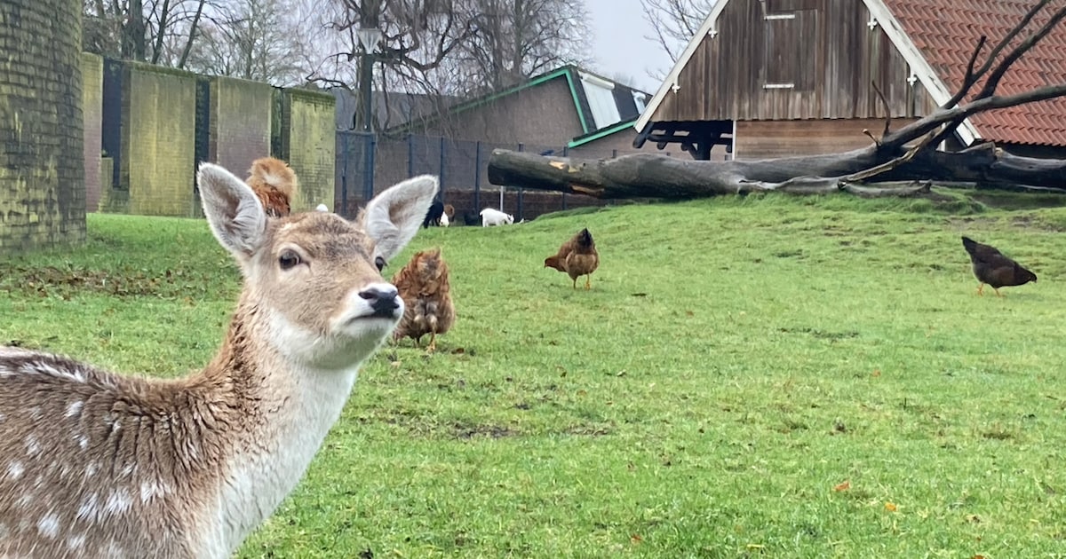 Beheerders en mannetjesherten halen opgelucht adem nu hertenkampen ...