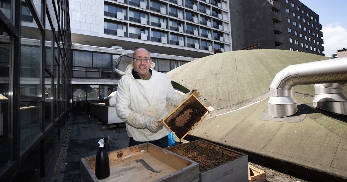 50.000 bijen in het centrum van Eindhoven: ‘Hoe leuk is het dat ...