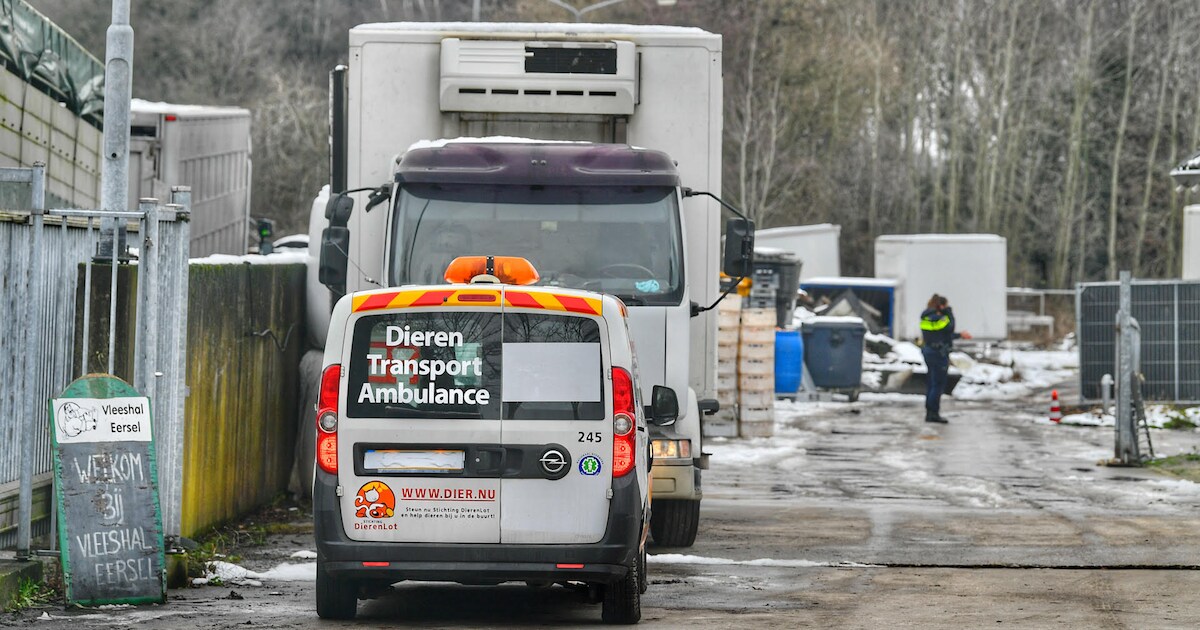 Wat gaat er gebeuren met de honden van de Eerselse broodfokker? 'Als de ...