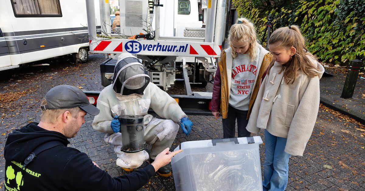 Een skippybal in de boom? Nee, Pia en Sam zien een nest vol Aziatische ...