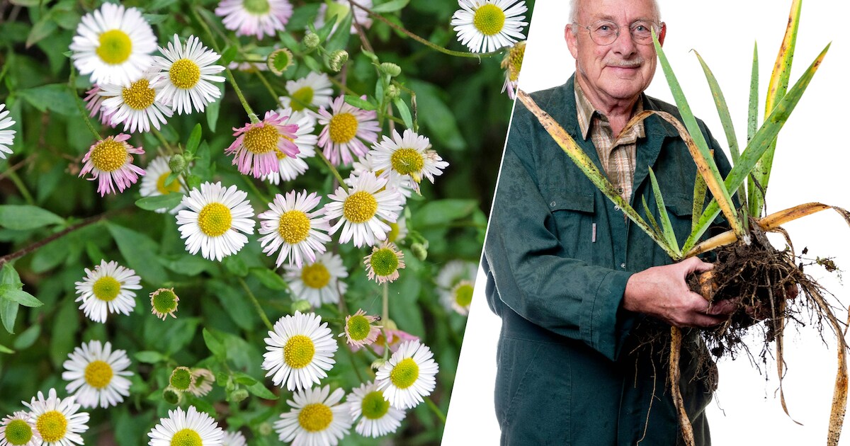 Onderhoudsarme tuin? Denk eens aan planten tussen je terrastegels ...