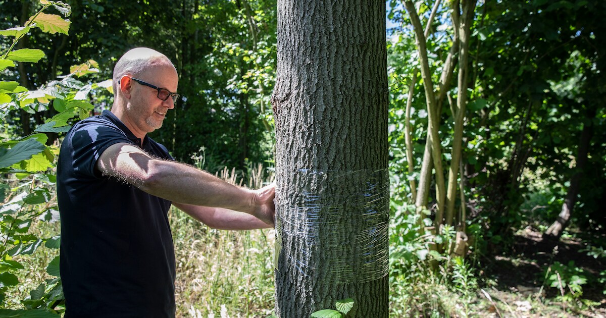 Plastic folie tegen de processierups en haartjes | Eindhoven | ED.nl