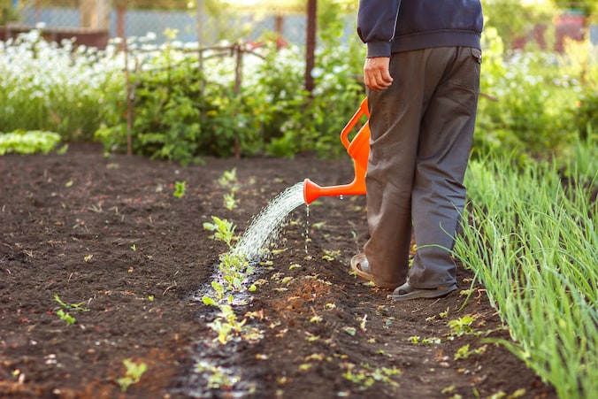 Gratis groen en advies op weekmarkt Beek en Donk | Regio | ED.nl